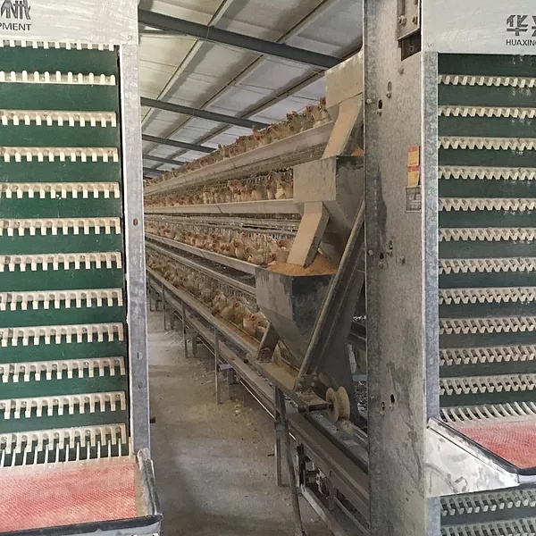 Automatic Feeding System, chinachickencage.com