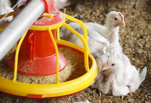 Broiler Feeding Line, chinachickencage.com