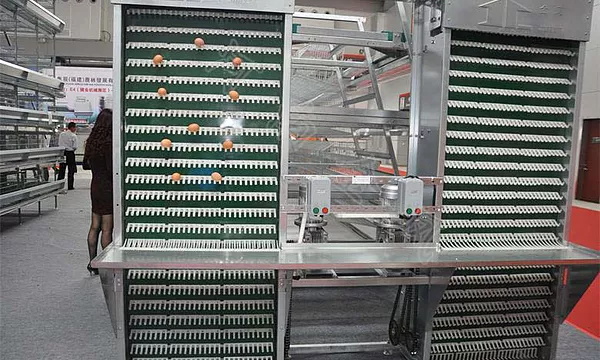 Egg Collection System, chinachickencage.com