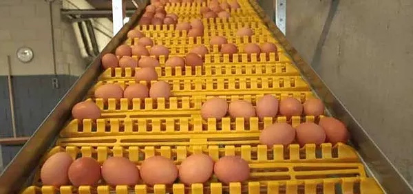 Egg Collection System, chinachickencage.com