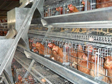 Chicken Cage - Profassional Chicken Farm System Manufacturer